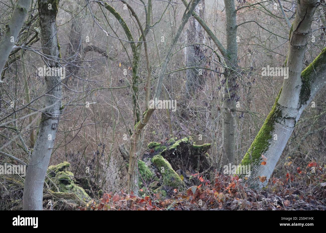 ancient Walnut trees forge their Existence Stock Photo - Alamy