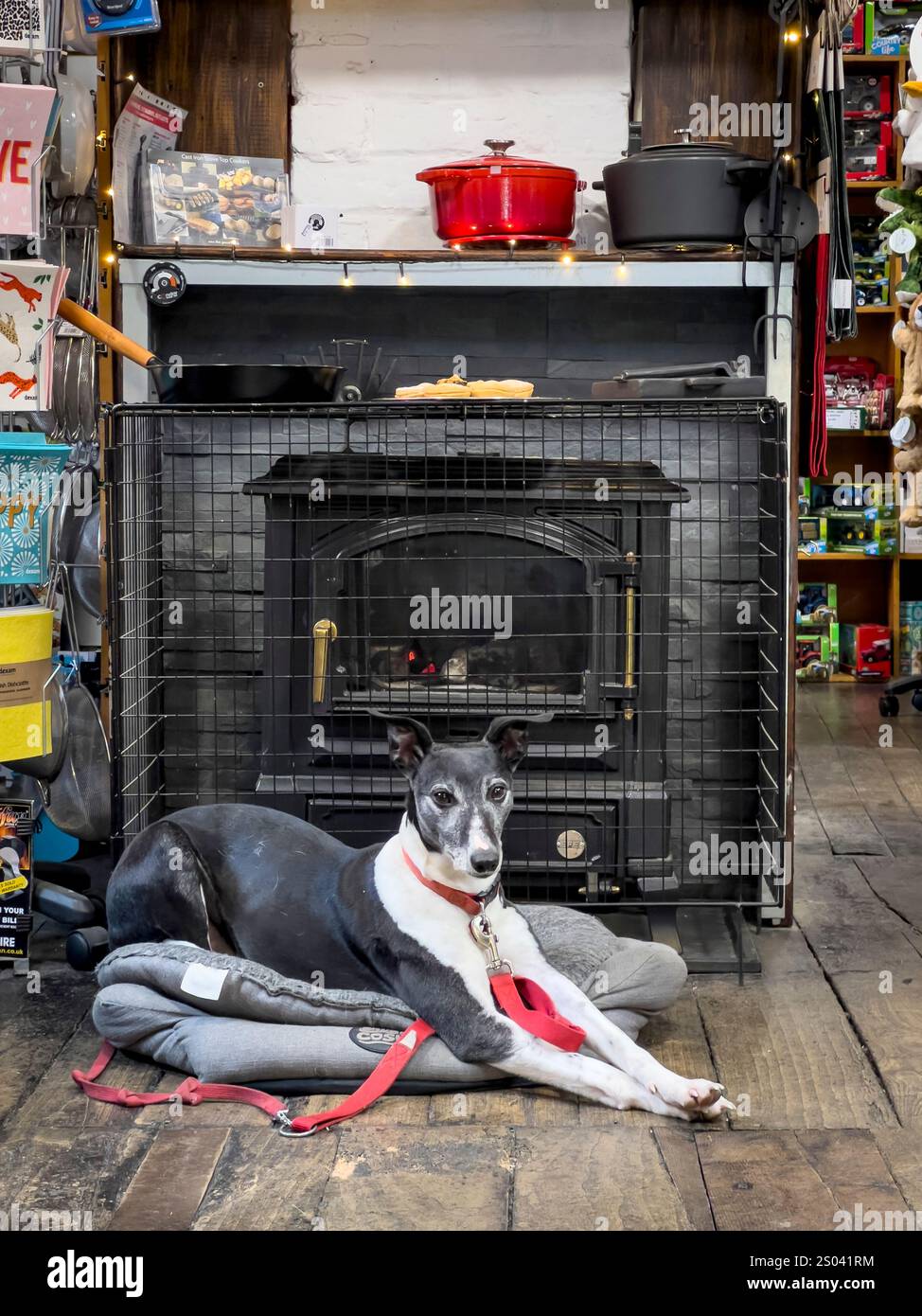 Jasper the lurcher has the most comfortable position in front of the ...