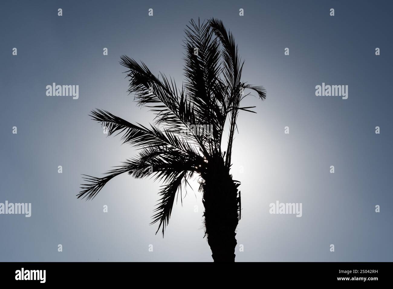 Cairo, Egypt. Palm trees on the street Stock Photo - Alamy
