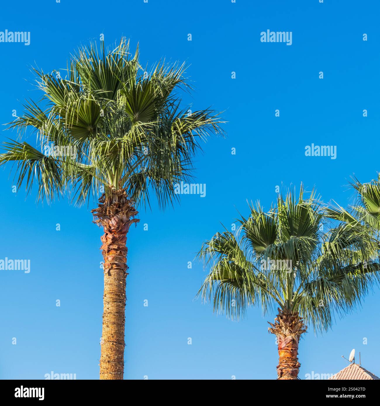 Palm forest egypt hi-res stock photography and images - Alamy