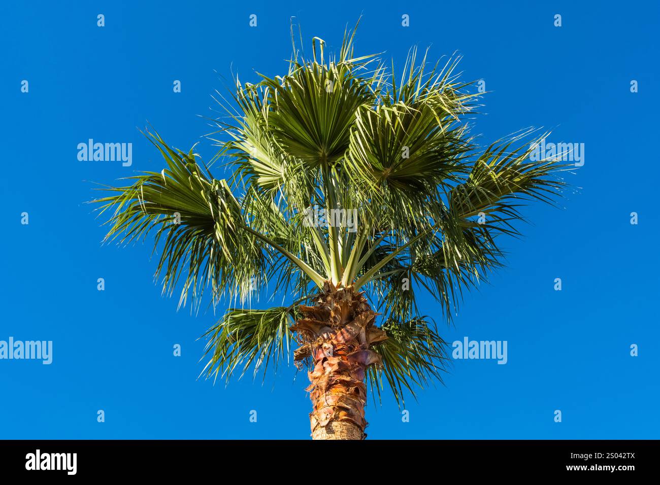 Cairo, Egypt. Palm trees on the street Stock Photo - Alamy