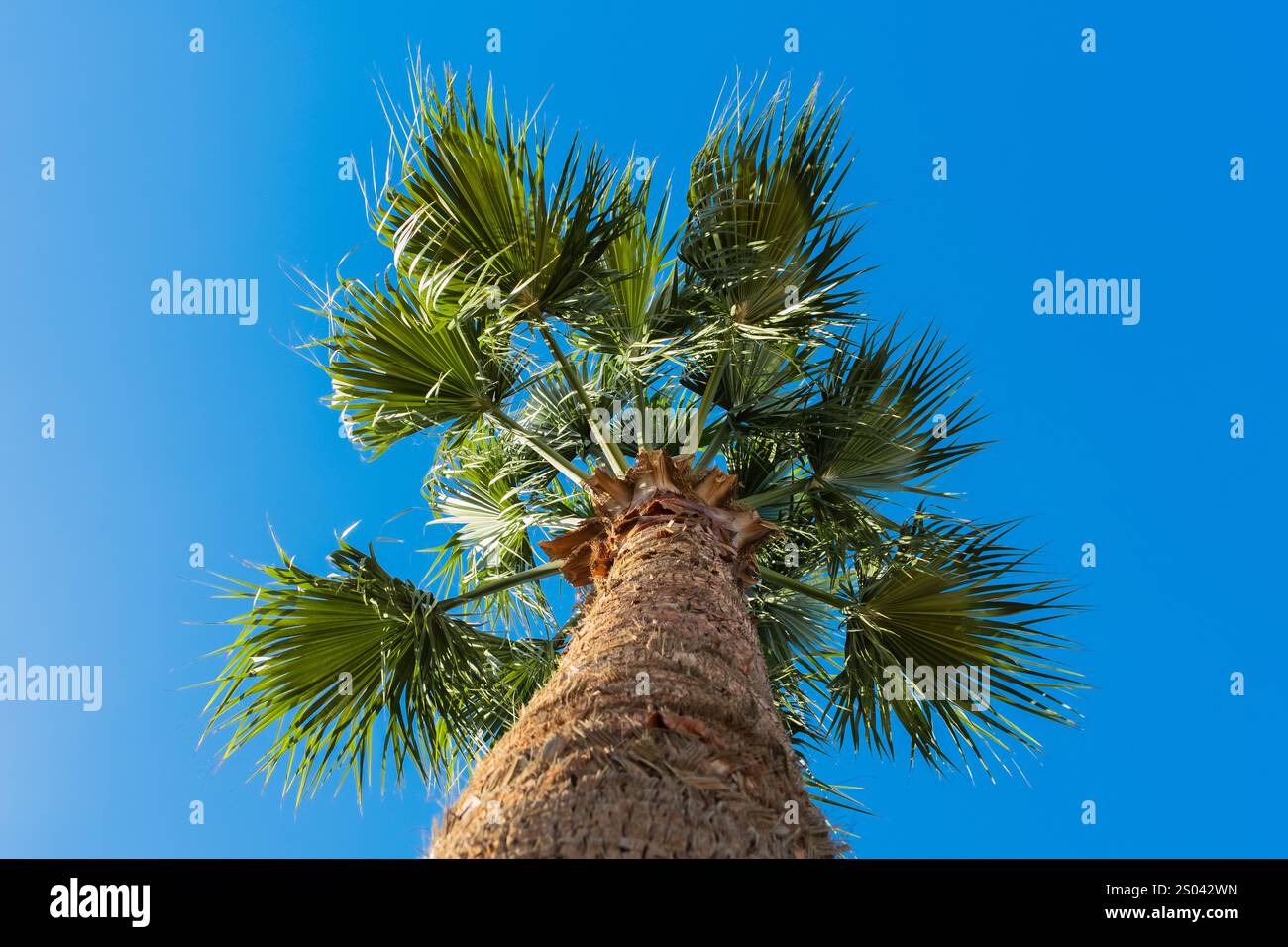 Palm forest egypt hi-res stock photography and images - Alamy
