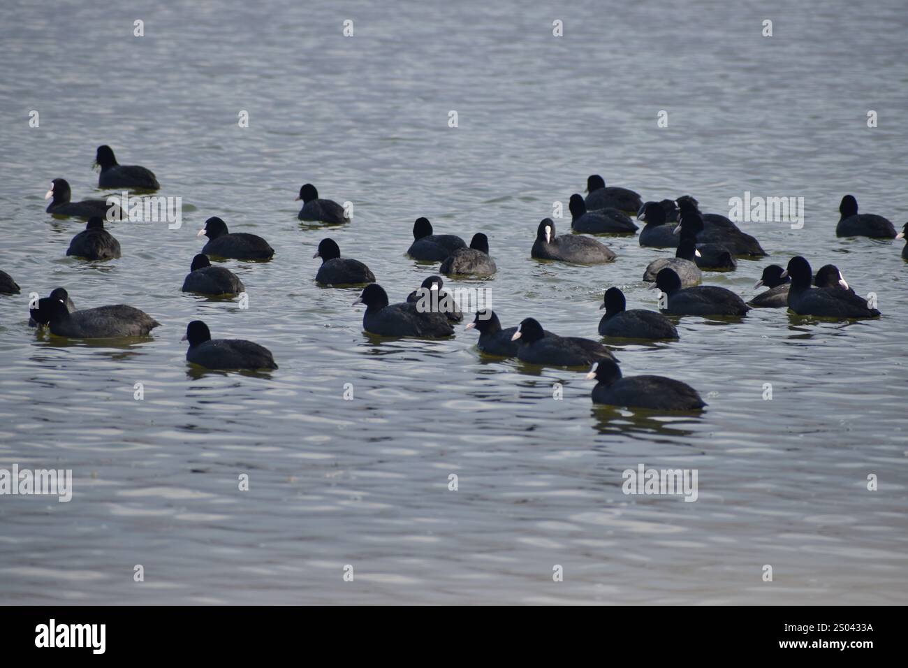 Migratory birds swim on the Dal Lake. Each winter, thousands of birds ...