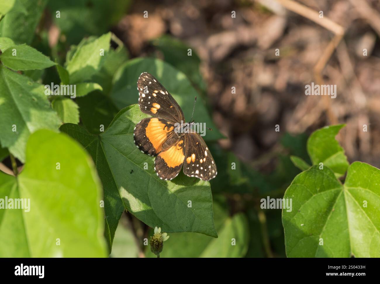 Perched Bordered Patch (Chlosyne lacinia) in Vera Cruz State, Mexico ...