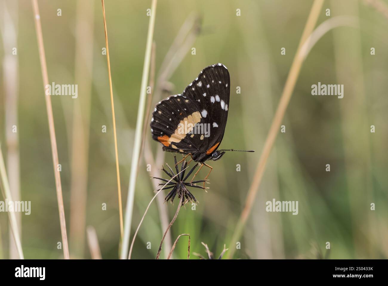 Perched Bordered Patch (Chlosyne lacinia) in Vera Cruz State, Mexico ...