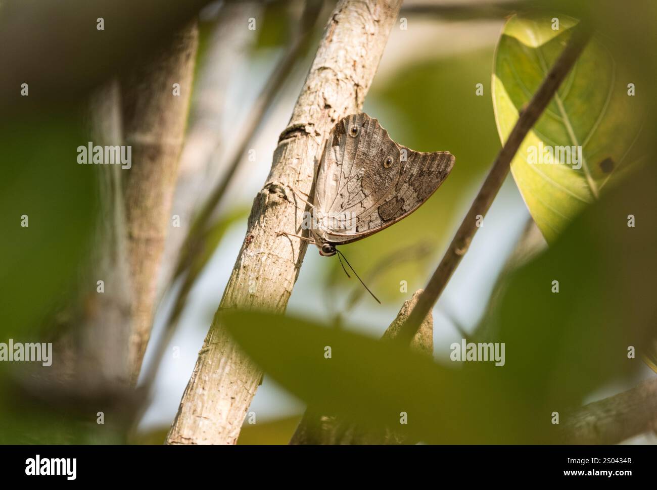 Feathered prepona hi-res stock photography and images - Alamy