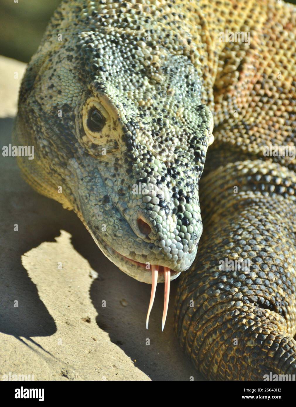 Komodo Dragon (Varanus komodoensis), a large, venomous reptile native ...