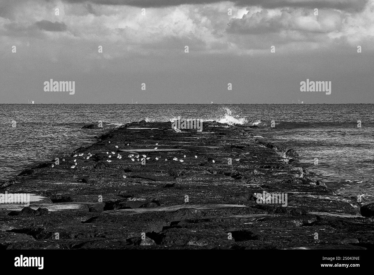 Bird on rocks Black and White Stock Photos & Images - Alamy