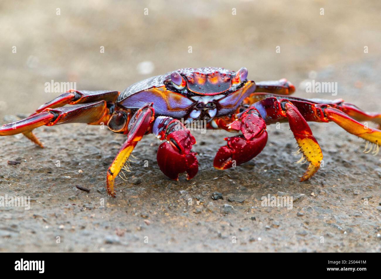 Come pescado costero hi-res stock photography and images - Alamy
