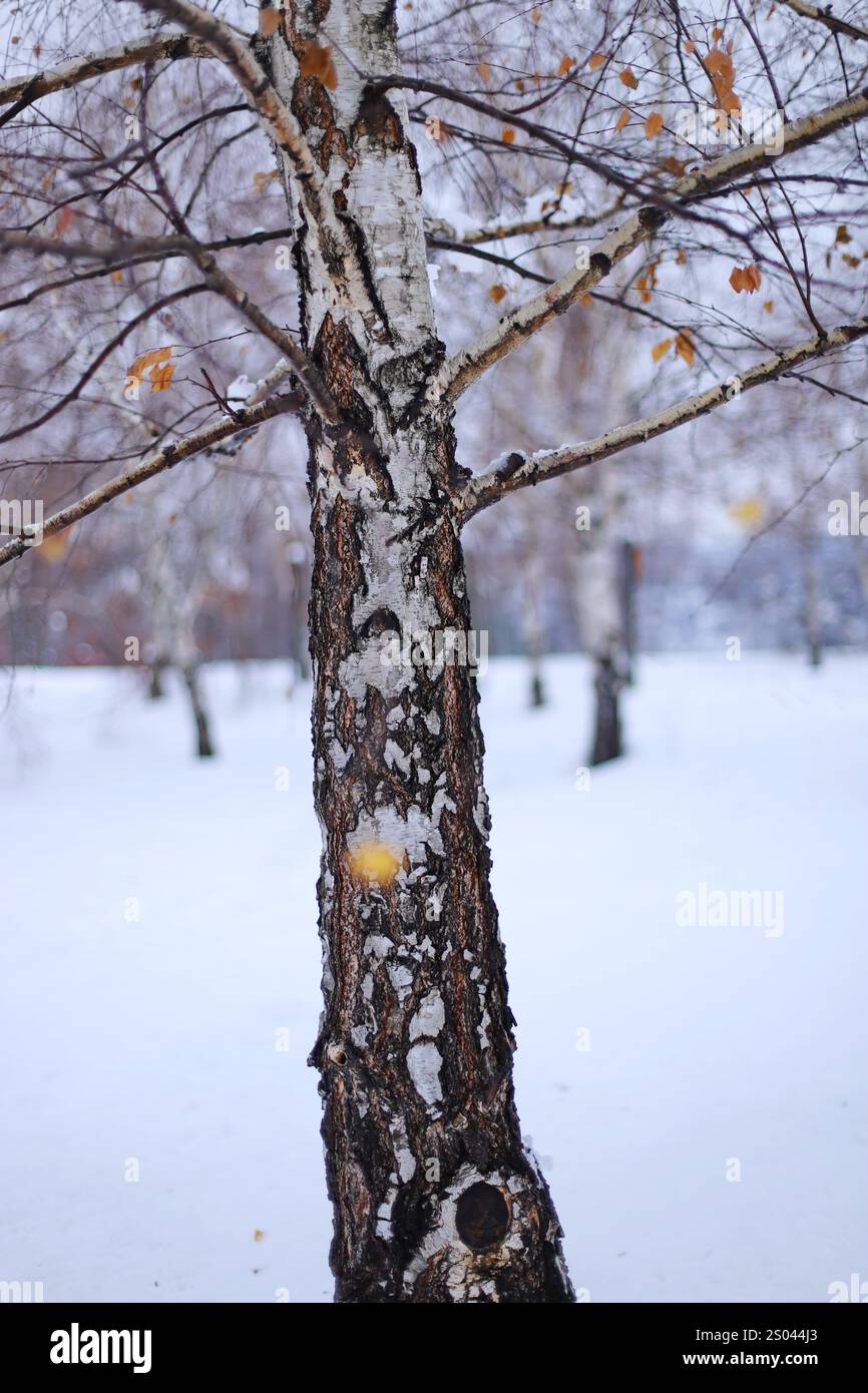 Birch tree in the snow Stock Photo - Alamy