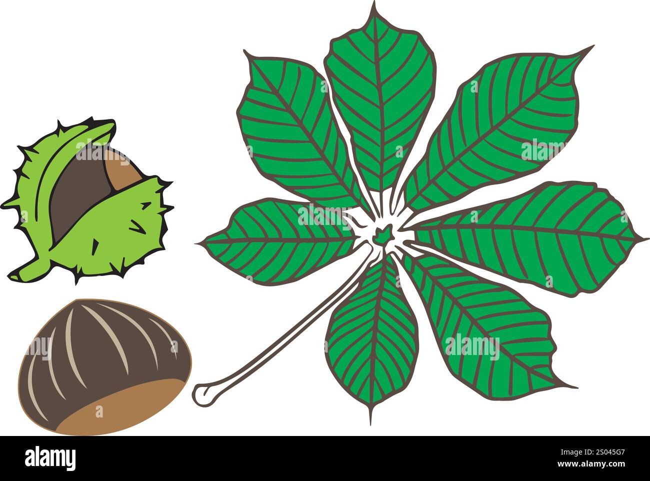 vector hazelnut fruit vector drawing Stock Vector Image & Art - Alamy