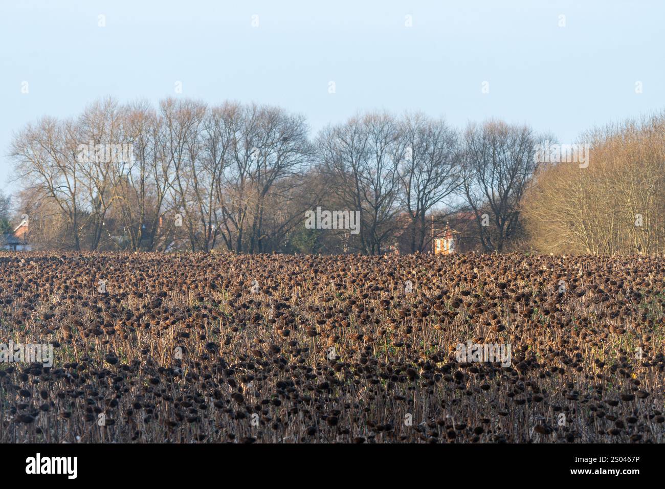 A field of sunflowers in December left for birds to feed on the ...