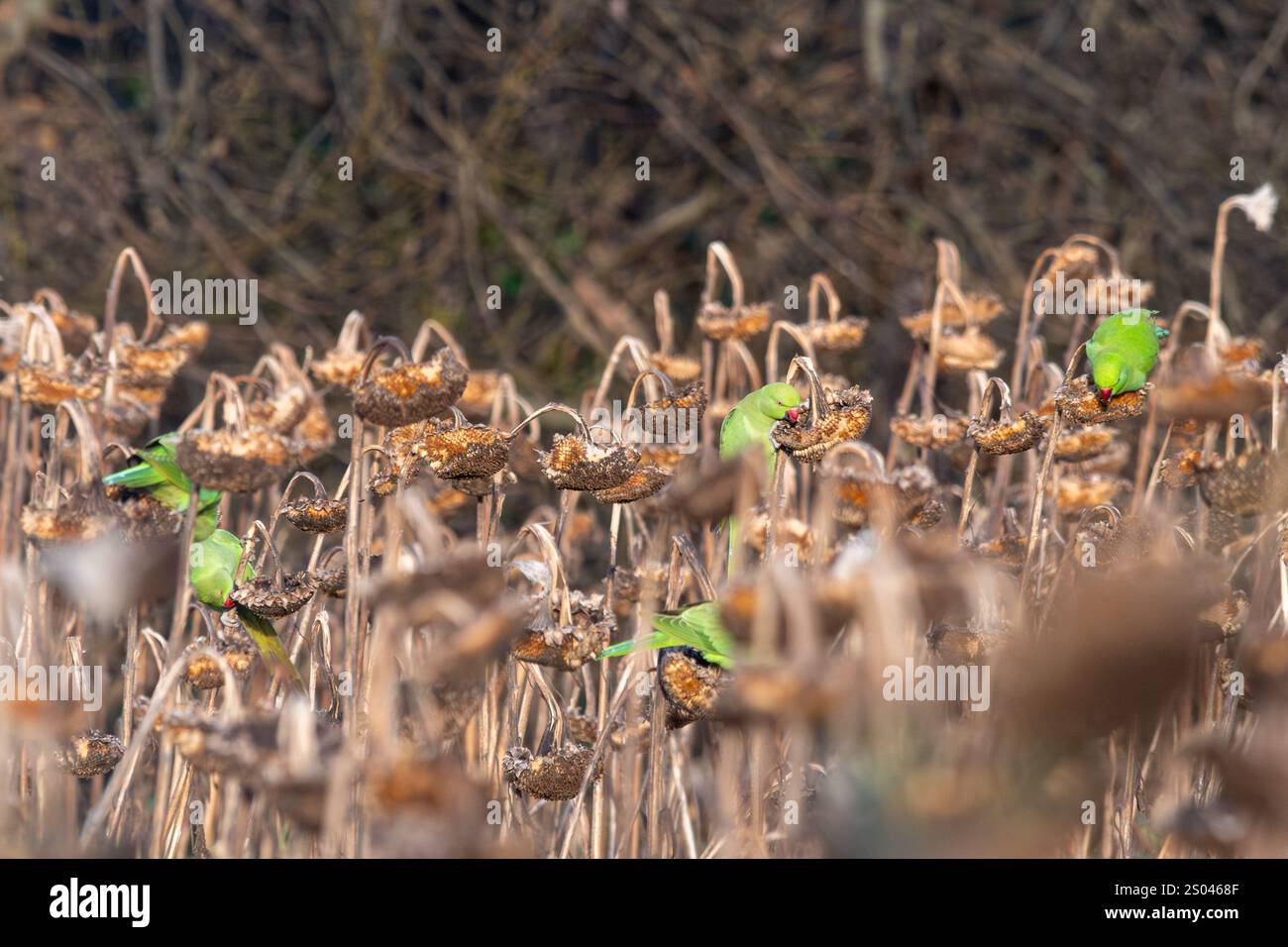Ring-necked parakeet (Psittacula krameri), several birds feeding during ...