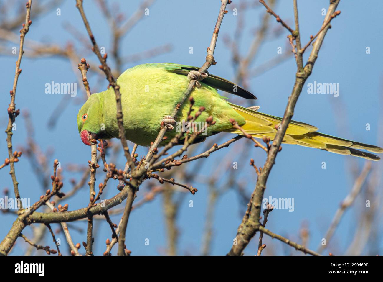 Ring-necked parakeet (Psittacula krameri) feeding in winter trees on ...