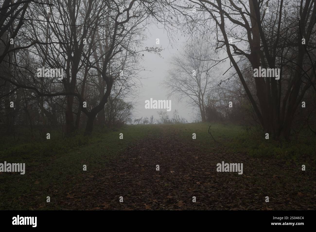Trees of a forest arching over a path framing a lakeshore in fog Stock ...