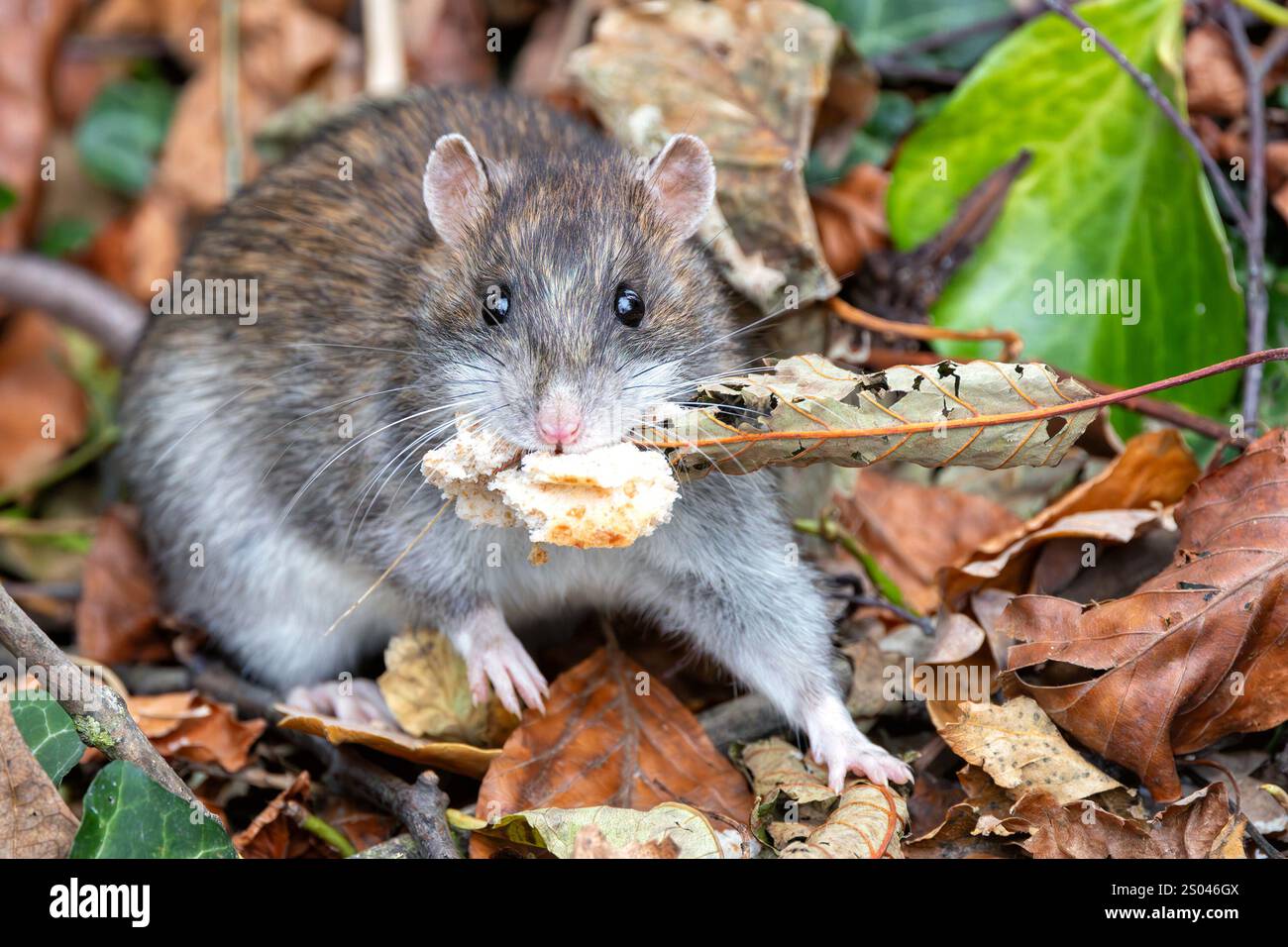 Brown Rat (Rattus norvegicus), an omnivore thriving in urban areas ...