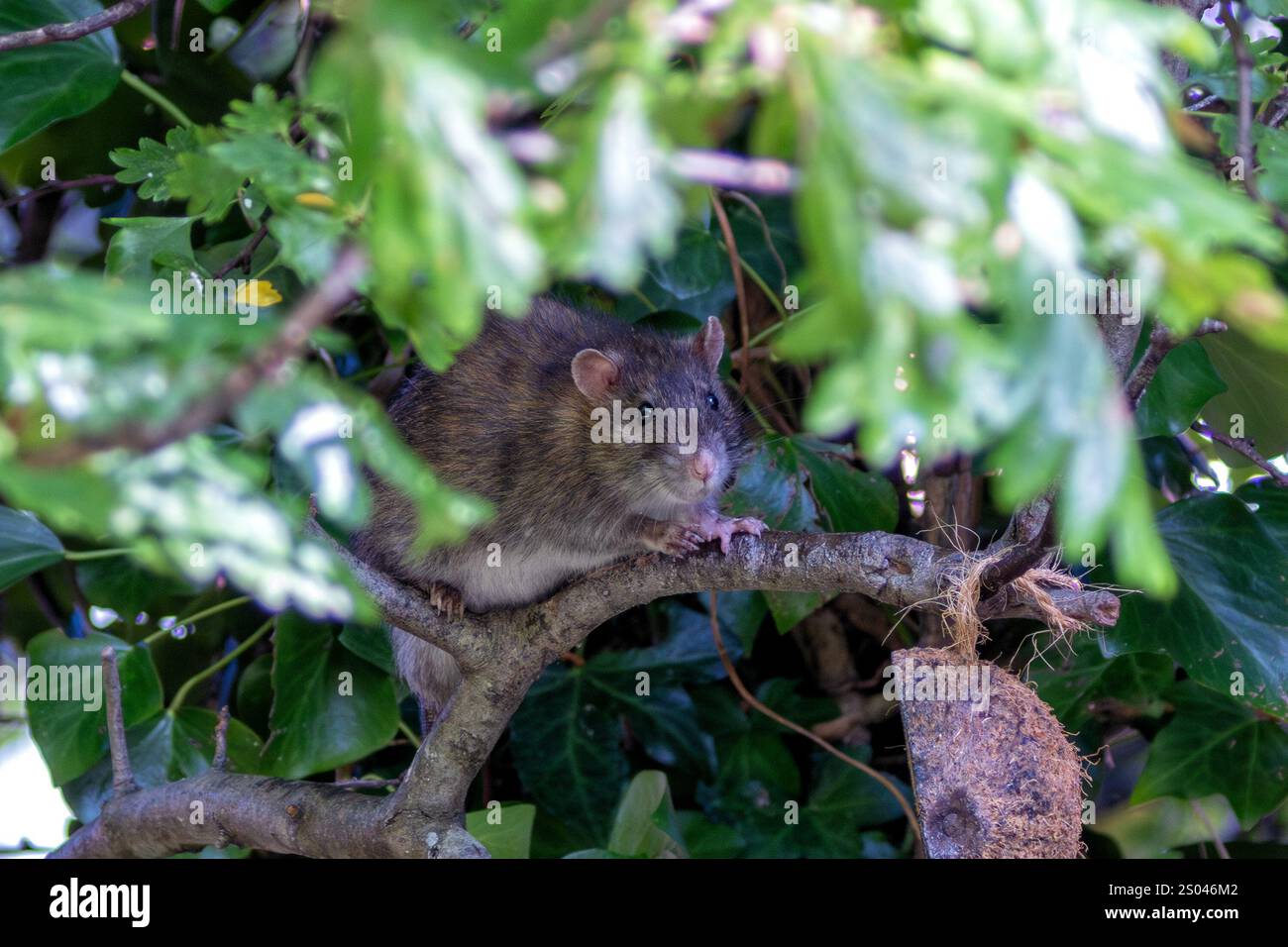 Brown Rat (Rattus norvegicus), an omnivore thriving in urban areas ...