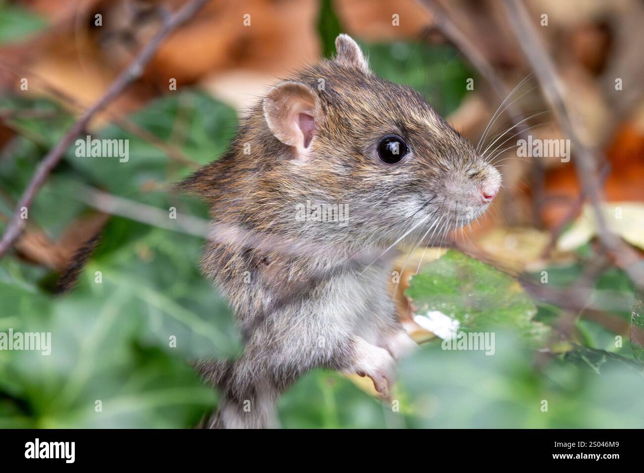 Brown Rat (Rattus norvegicus), an omnivore thriving in urban areas ...