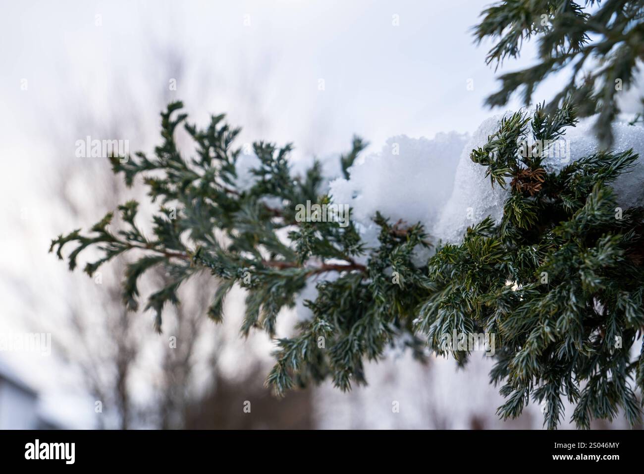 Bavaria, Germany - December 24, 2024: Snow covers the branches of an evergreen shrub and shows ...