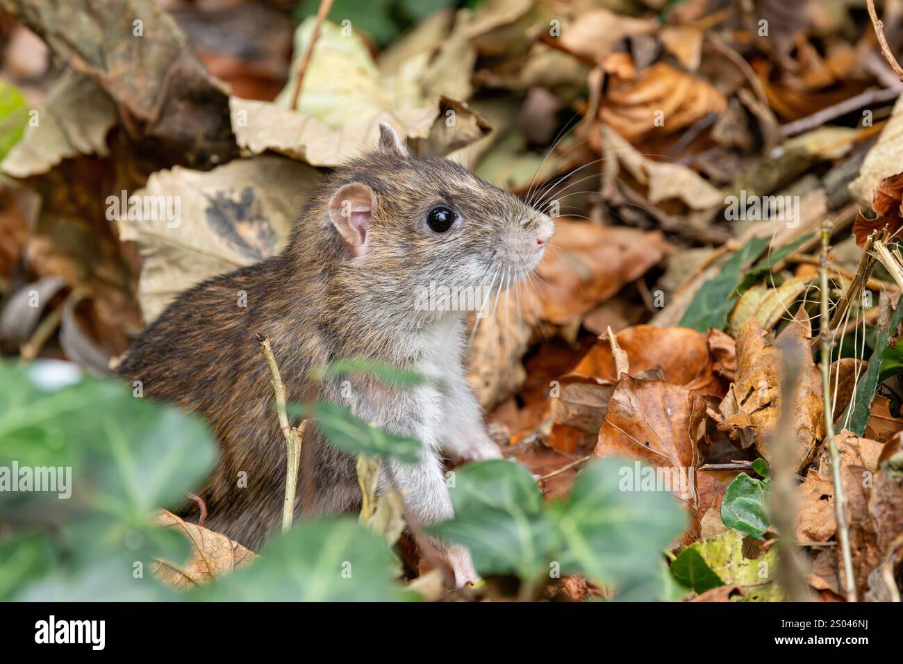 Brown Rat (Rattus norvegicus), an omnivore thriving in urban areas ...