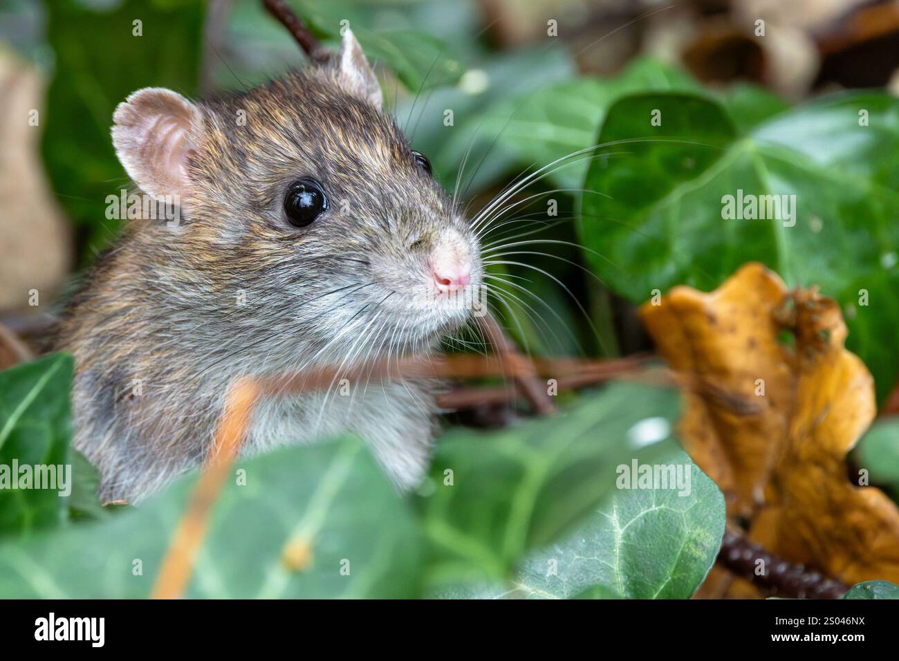 Brown Rat (Rattus norvegicus), an omnivore thriving in urban areas ...