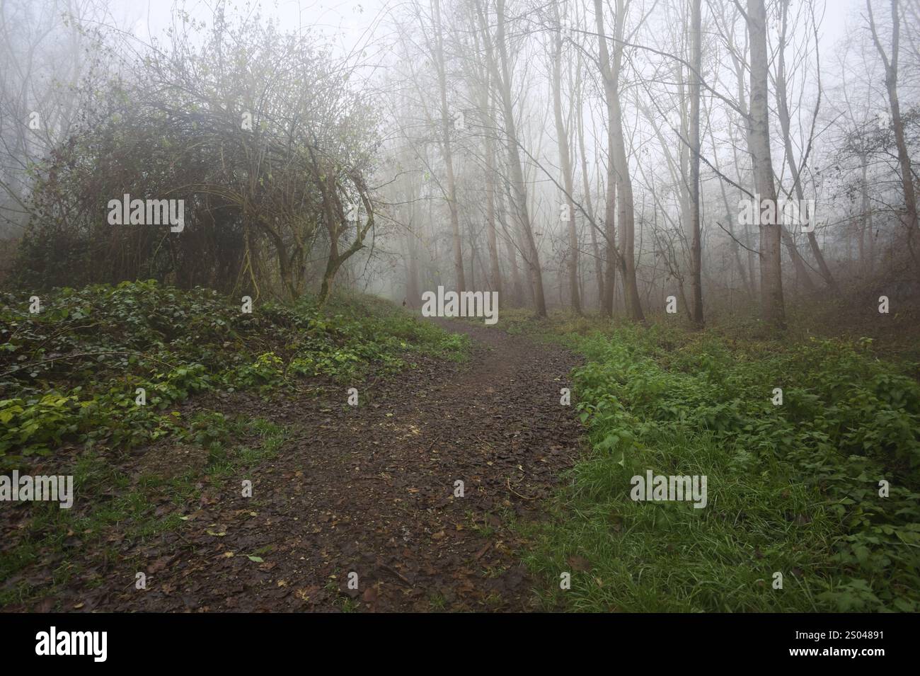 Muddy trail covered by leaves in a forest on a foggy day with an ...
