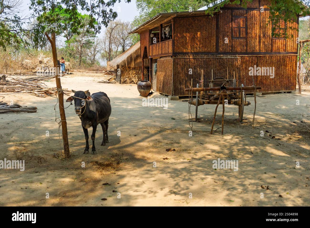Rustic rural settlement with traditional huts and large trees in a dry ...