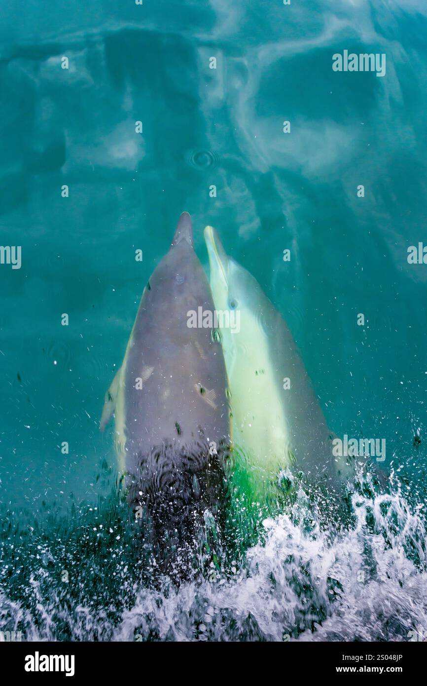 Close Encounter with Bow riding Short Beaked Common Dolphin, off the ...