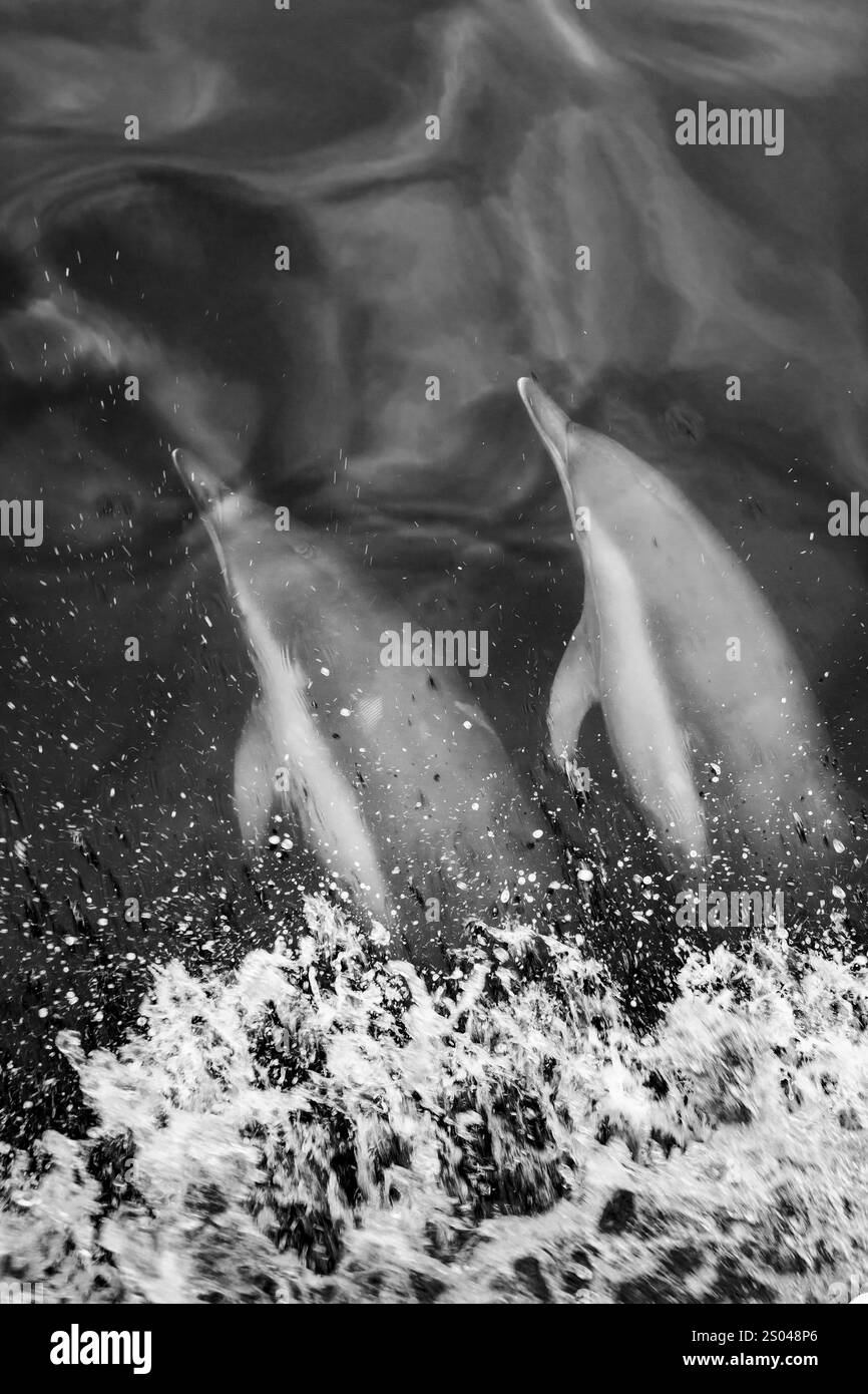 Close Encounter with Bow riding Short Beaked Common Dolphin, off the ...