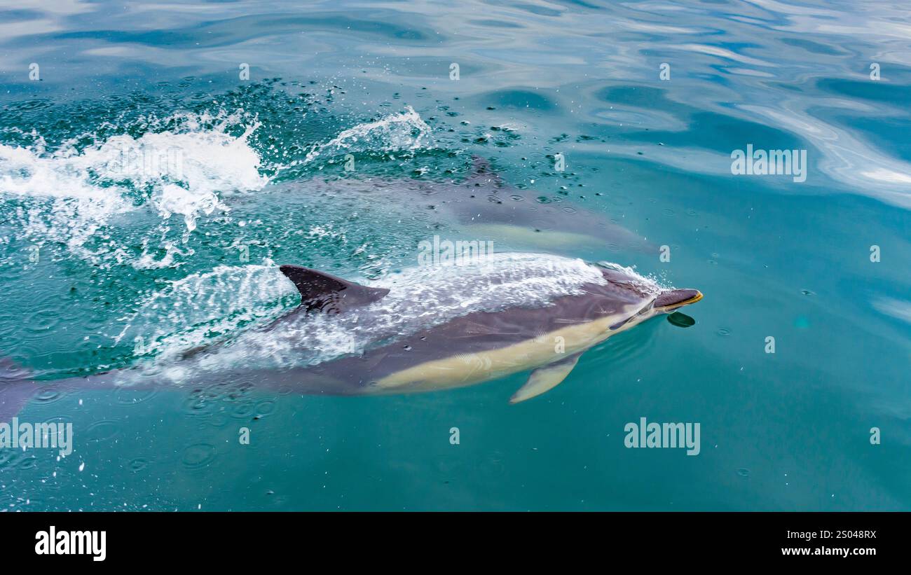 Close Encounter with Bow riding Short Beaked Common Dolphin, off the ...
