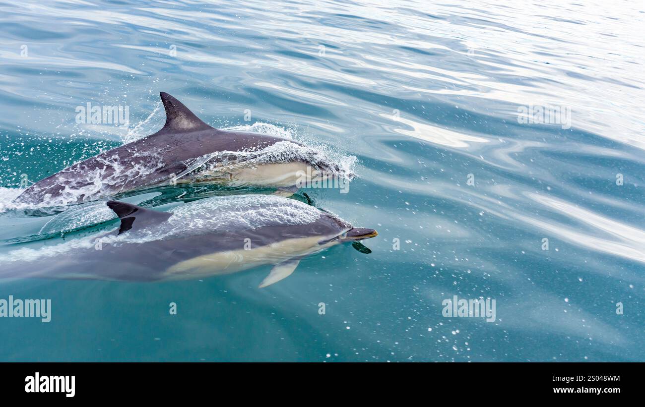 Close Encounter with Bow riding Short Beaked Common Dolphin, off the ...