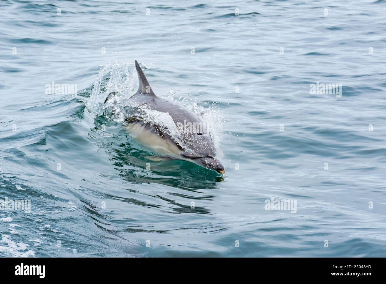 Close Encounter with Bow riding Short Beaked Common Dolphin, off the ...