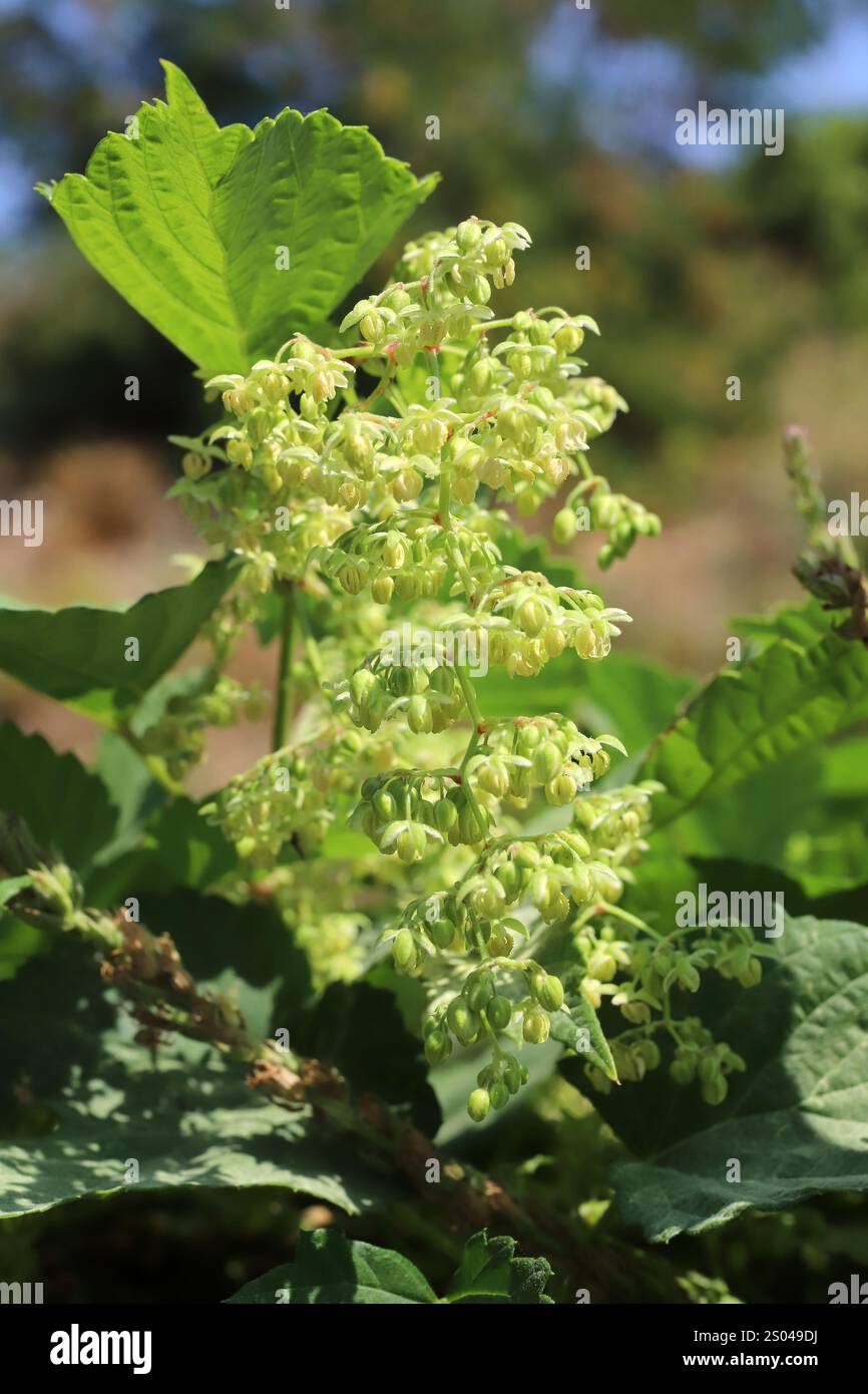 Humulus lupulus, Common hop, Cannabaceae. Wild plant shot in summer ...