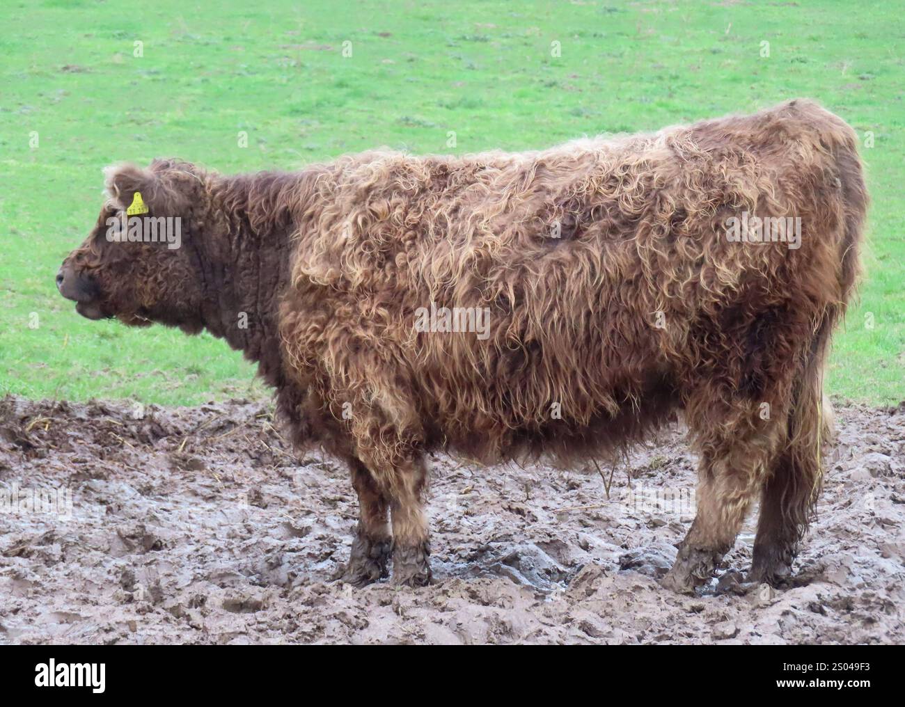 ...einfach urwuechsig und beeindruckend - diese Galloway Rinder ...