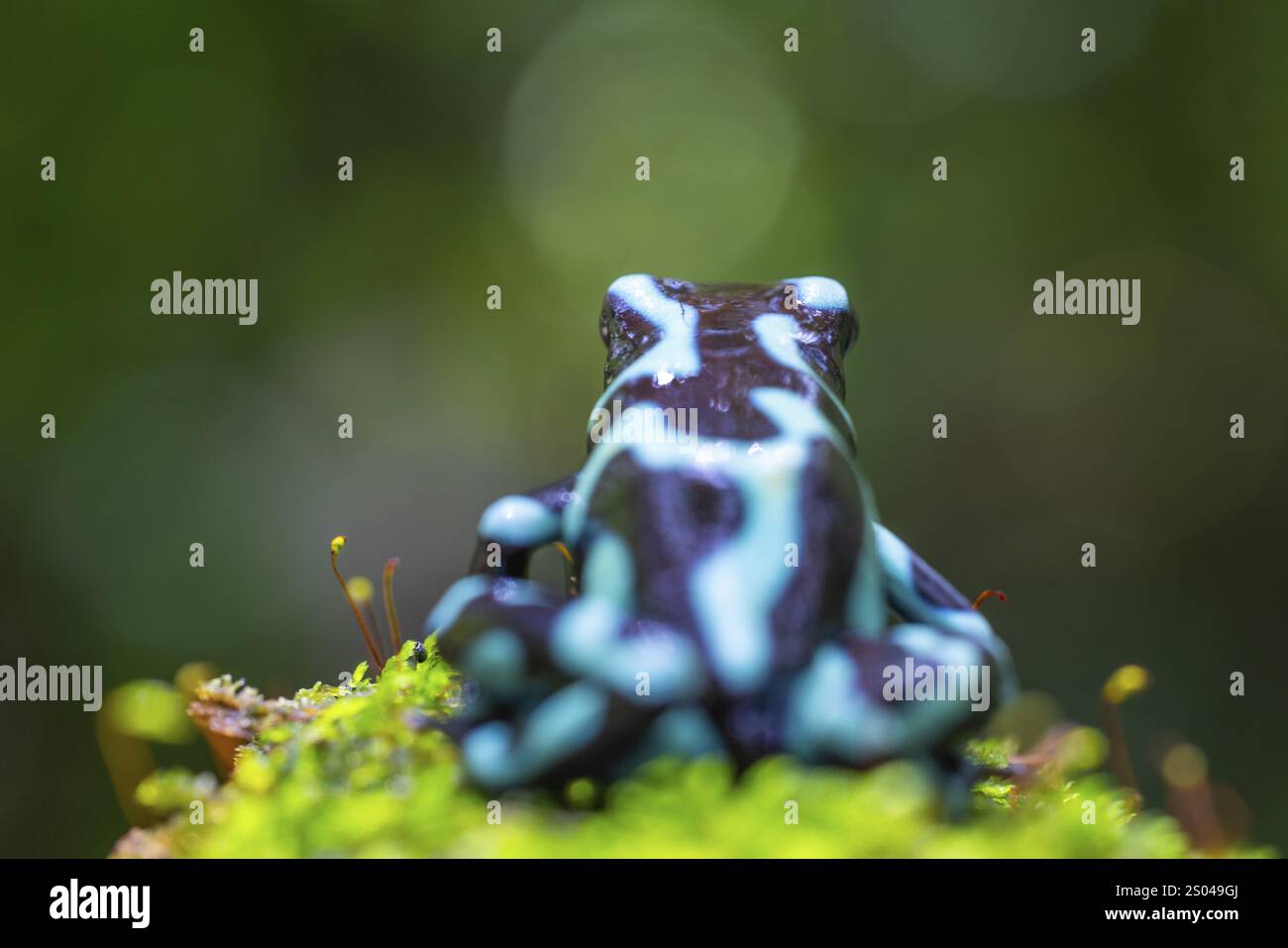 Golden tree climber (Dendrobates auratus), frogs (Rana), Alajuela ...