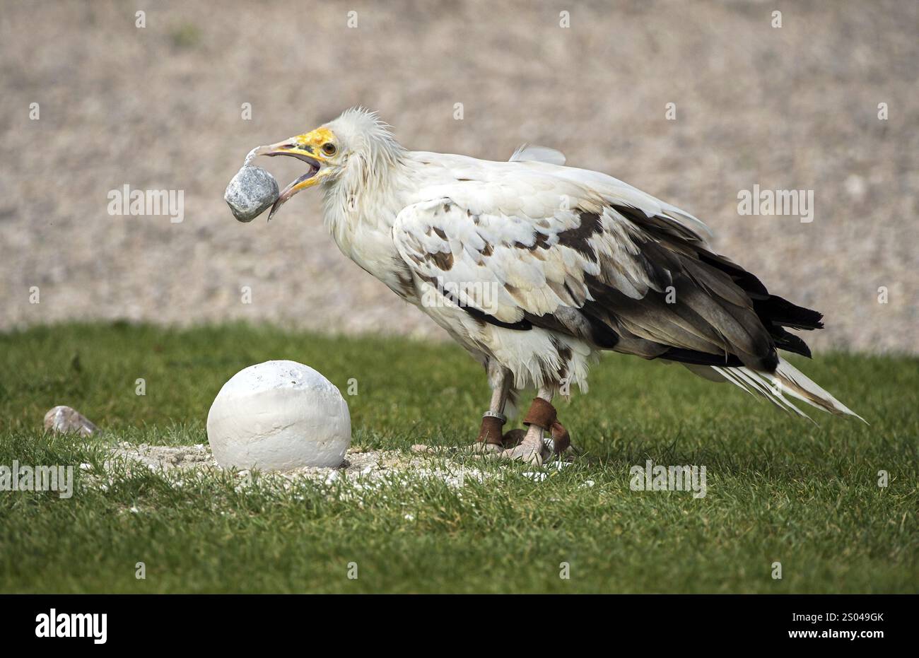 Egyptian vulture (Neophron percnopterus) using a stone as a tool to ...