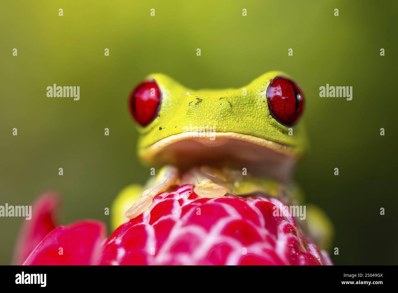 Red-eyed tree frog (Agalychnis callidryas), frogs (Rana), Costa Rica ...