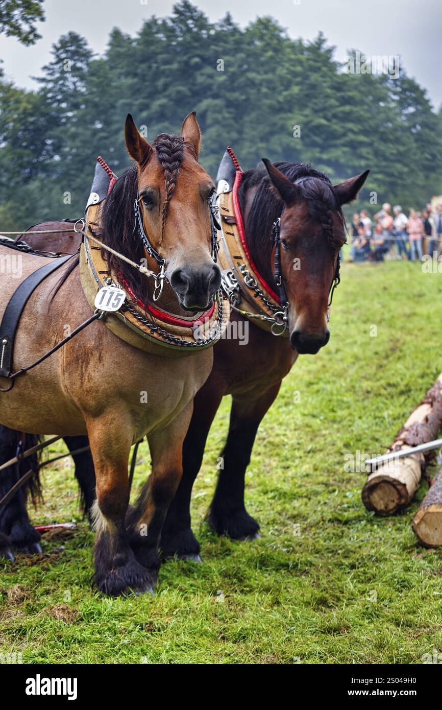 Two back horses, cold-blooded horses at work, demonstration, Horse Park ...
