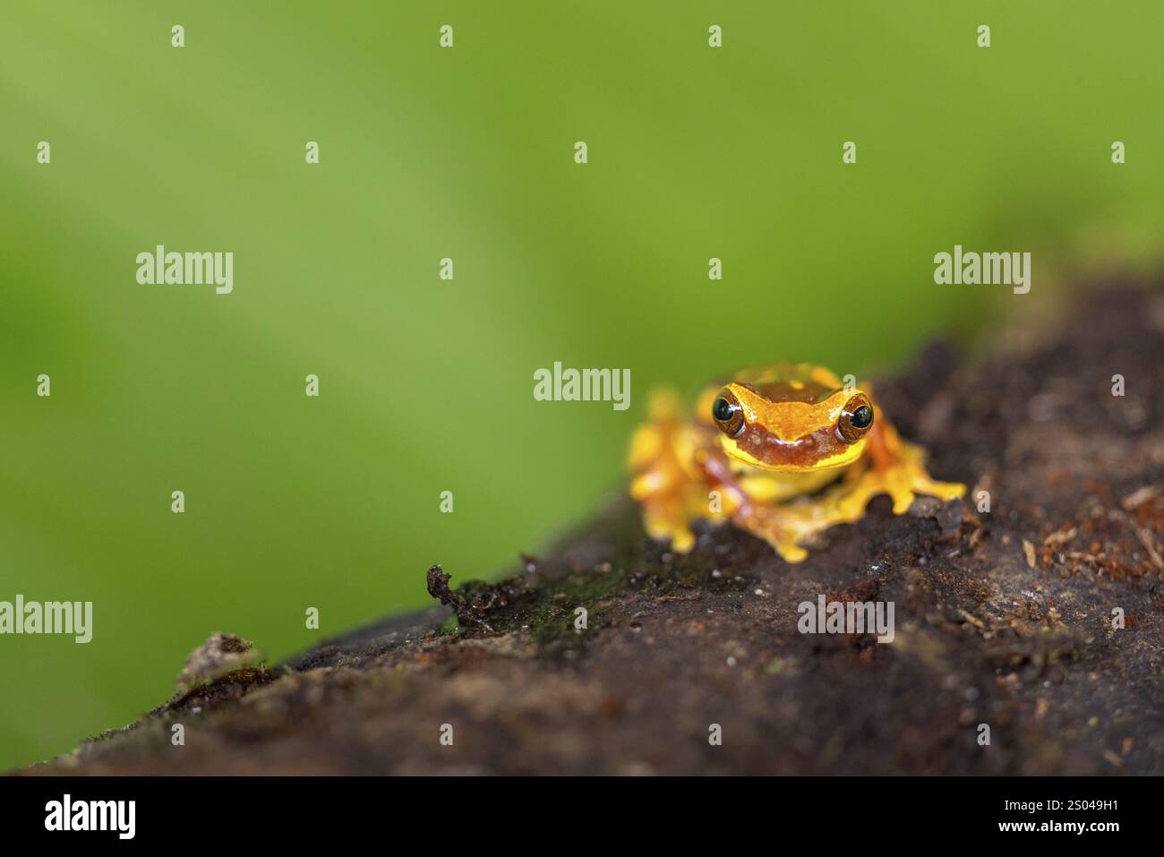 Hourglass tree frog (Dendropsophus ebraccatus), frogs (Rana), Costa ...