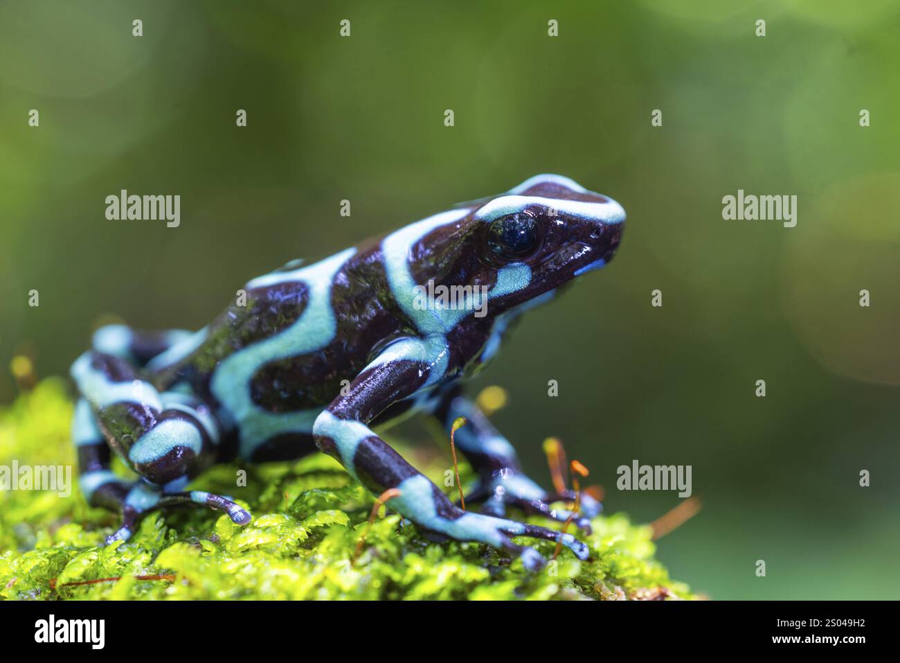 Golden tree climber (Dendrobates auratus), frogs (Rana), Alajuela ...
