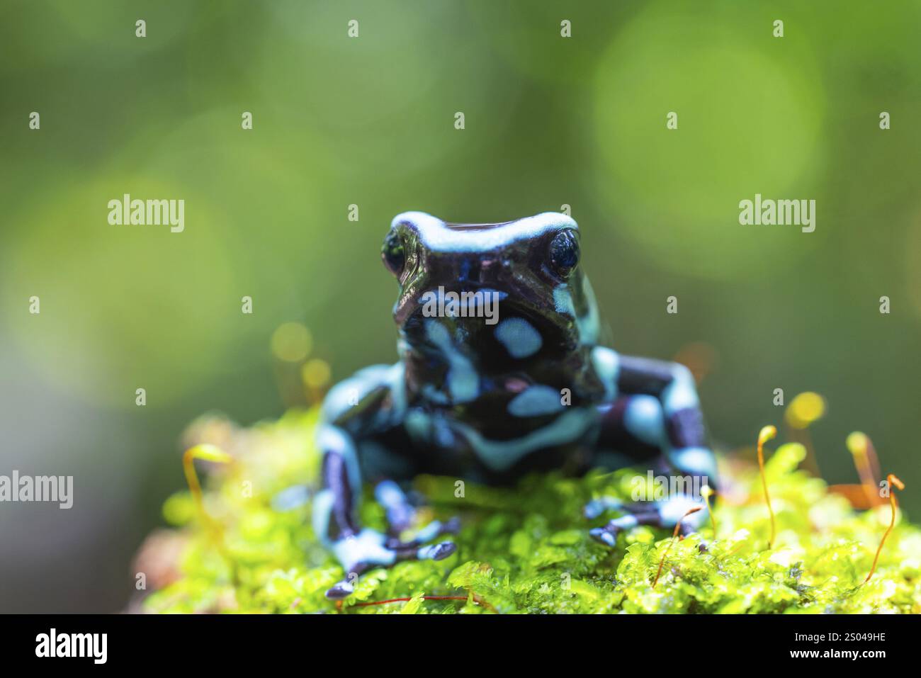 Golden tree climber (Dendrobates auratus), frogs (Rana), Alajuela ...