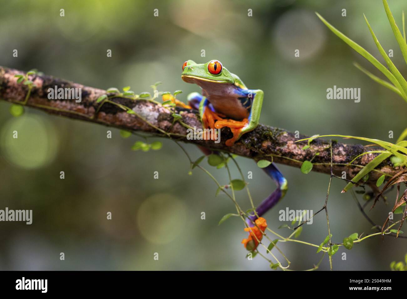 Red-eyed tree frog (Agalychnis callidryas), frogs (Rana), Alajuela ...