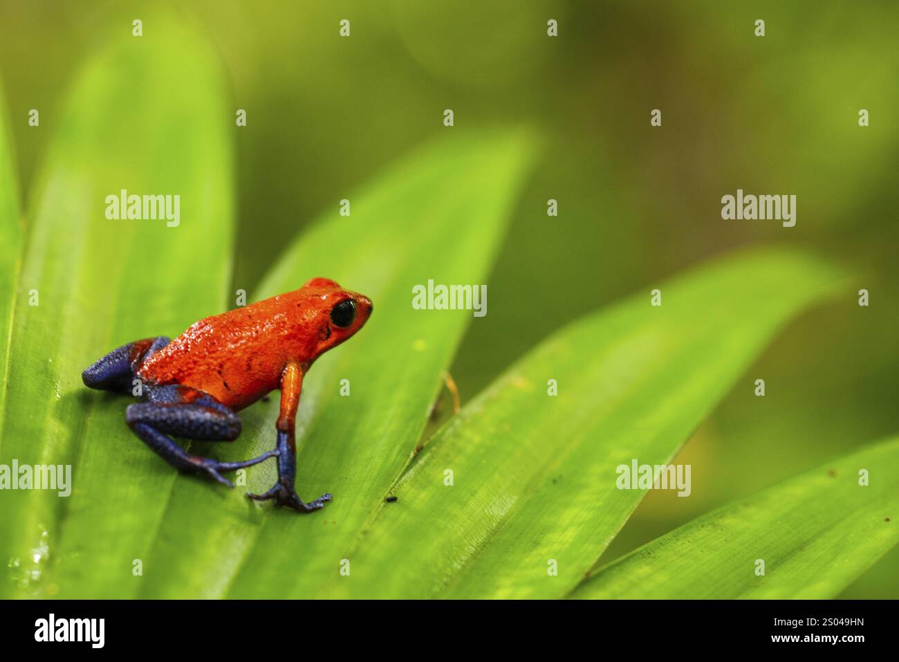 Strawberry frogs (Oophaga pumilio), frogs (Rana), Alajuela, Costa Rica ...