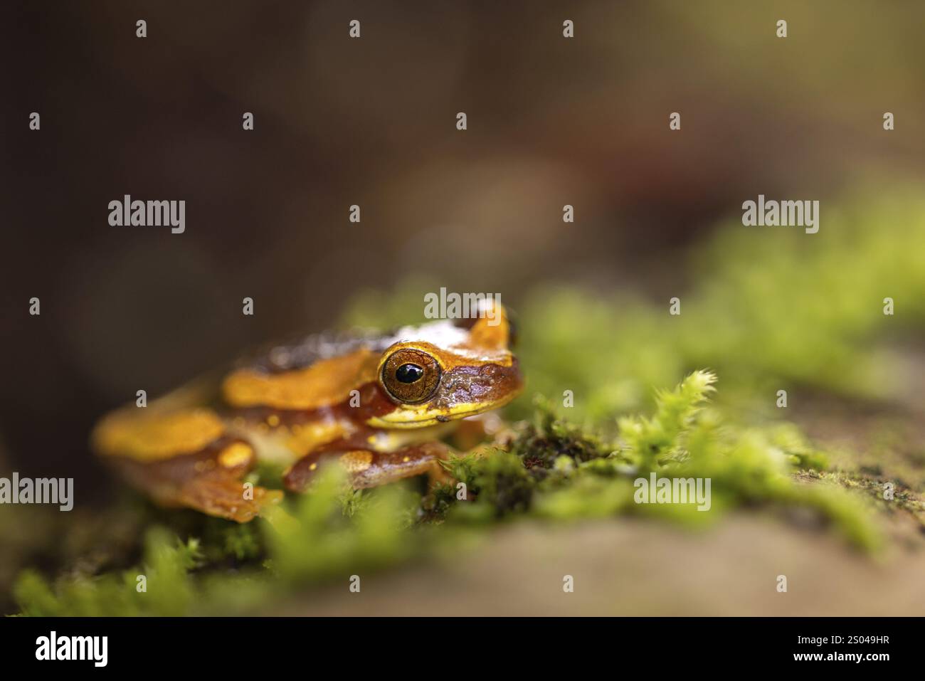 Hourglass tree frog (Dendropsophus ebraccatus), frogs (Rana), Costa ...