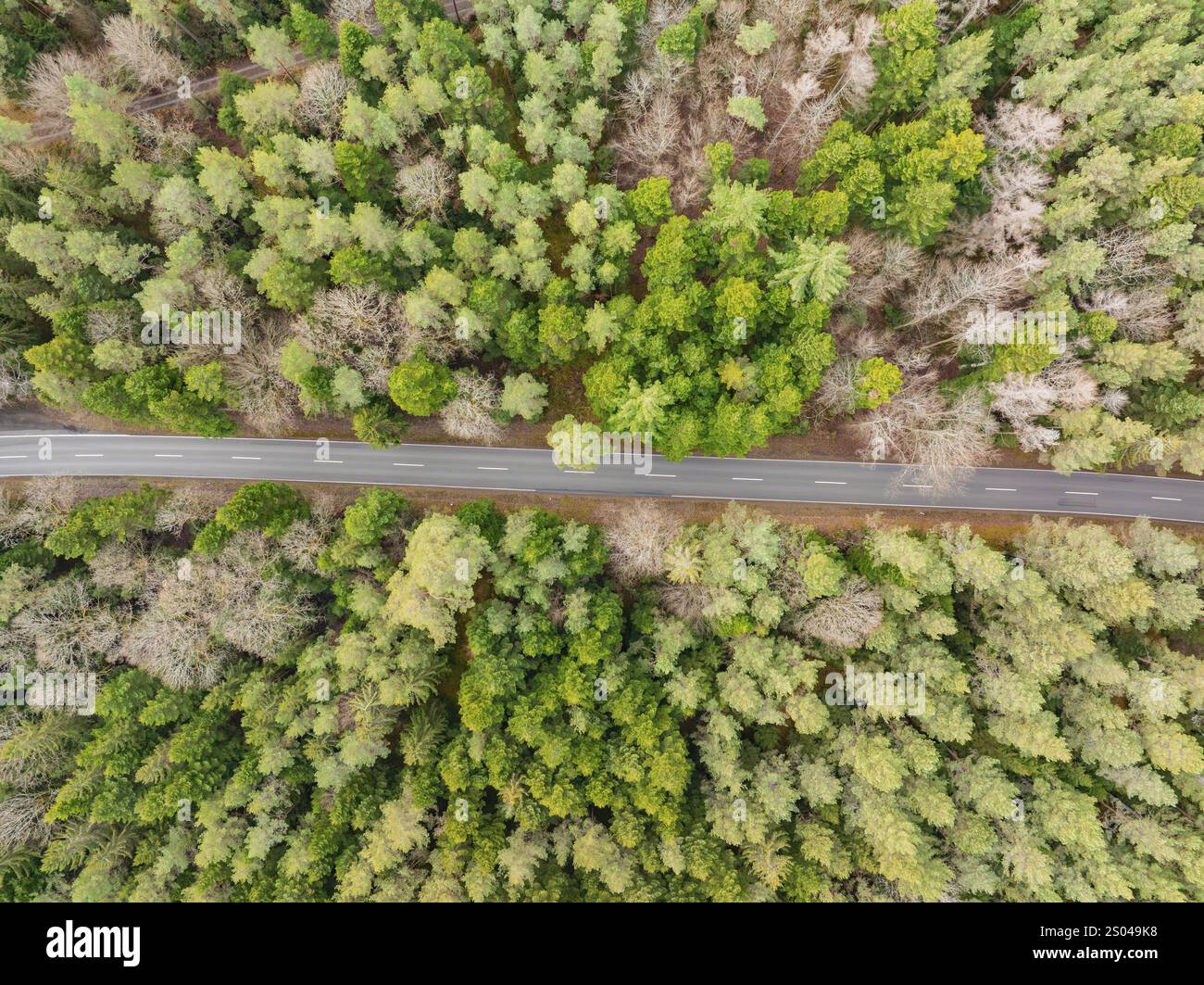 Aerial view of a dead straight road through a dense forest with varying ...