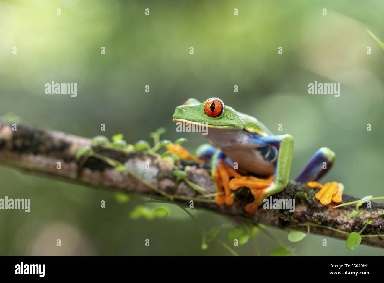Red-eyed tree frog (Agalychnis callidryas), frogs (Rana), Alajuela ...