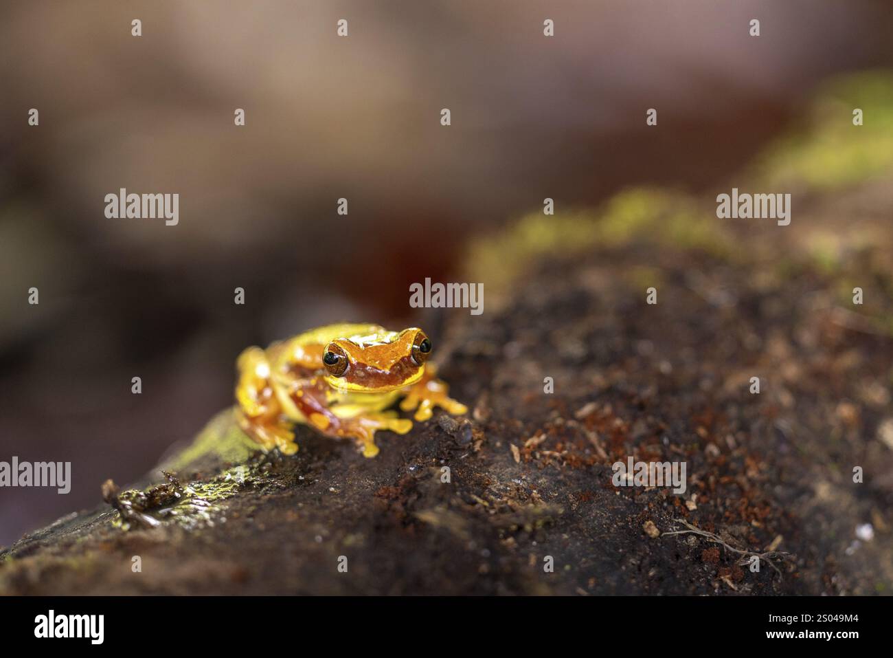 Hourglass tree frog (Dendropsophus ebraccatus), frogs (Rana), Costa ...