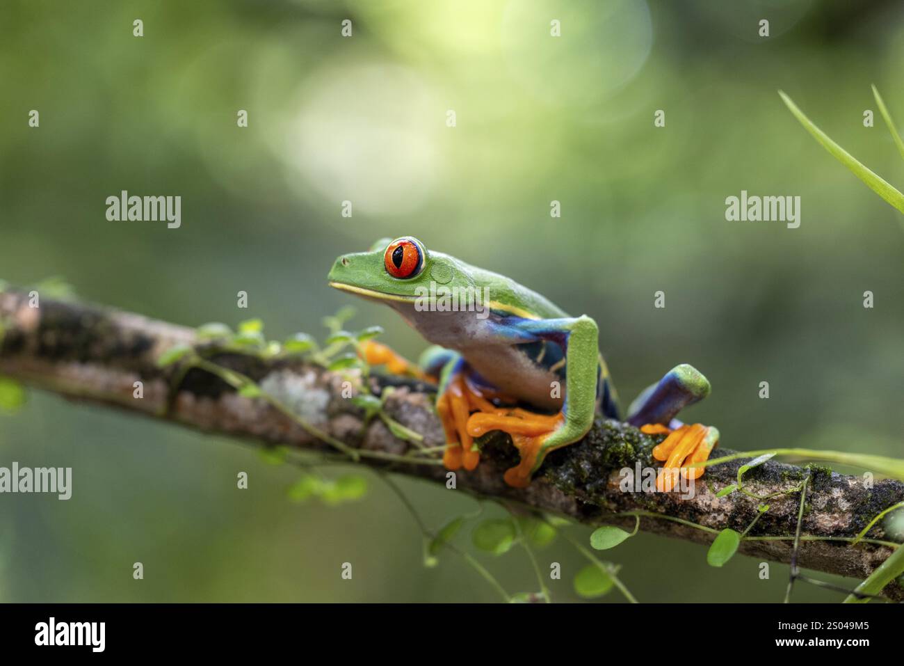 Red-eyed tree frog (Agalychnis callidryas), frogs (Rana), Alajuela ...