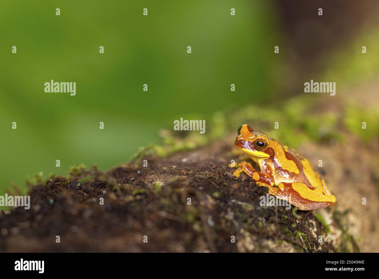 Hourglass tree frog (Dendropsophus ebraccatus), frogs (Rana), Costa ...