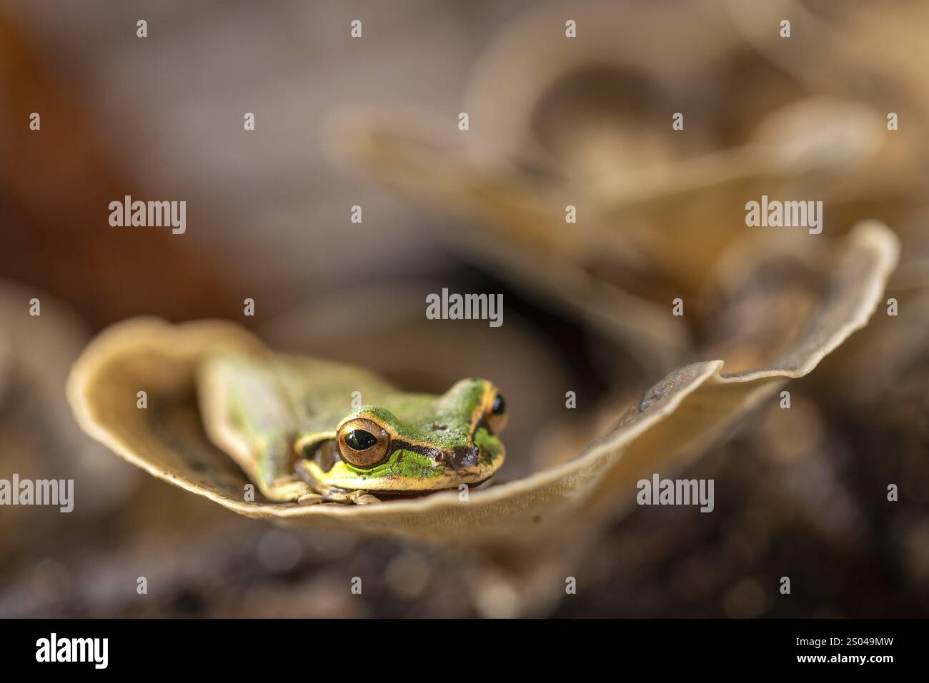 Masked tree frog (Smisisa phaeata), frogs (Rana), Costa Rica, Central ...
